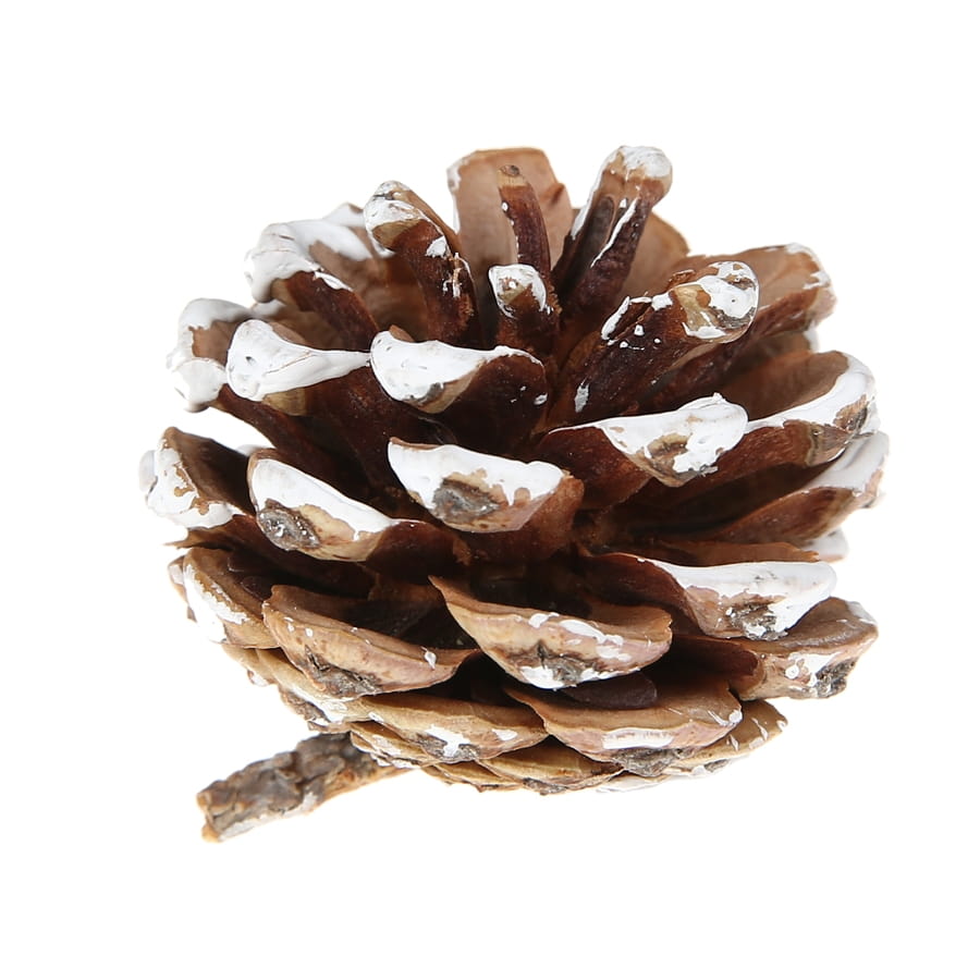 Pomme de pin décorative et colorée de blanc